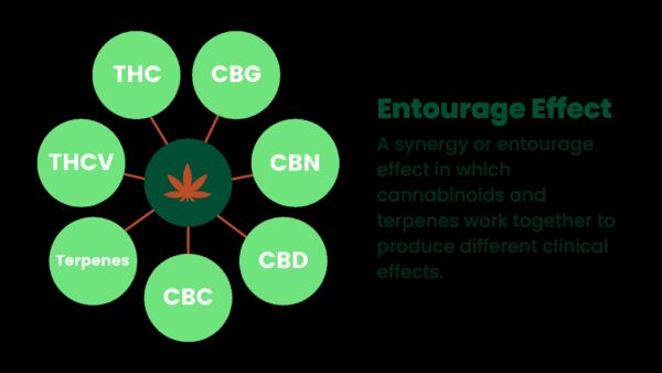 Entourage Effect Explained and Full Spectrum CBD Oil